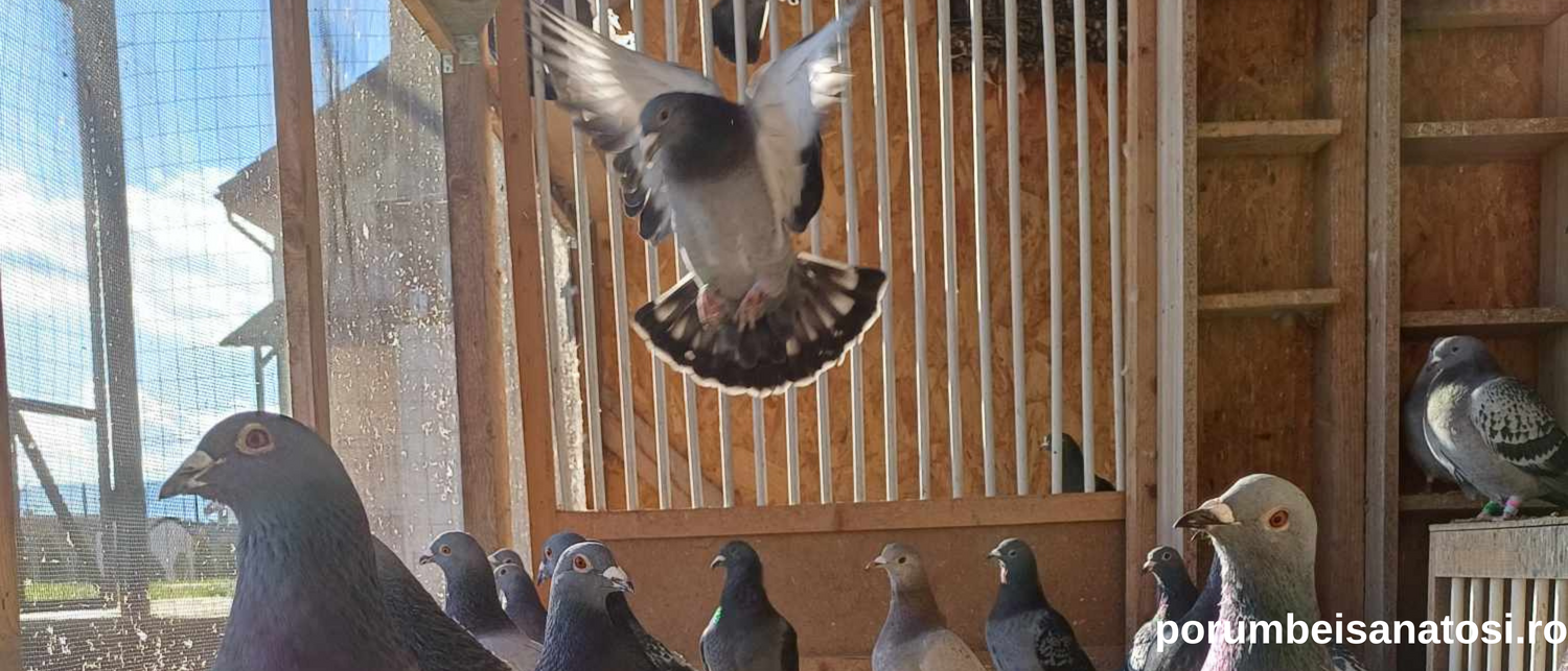 Antibioticele la Porumbei: Avantaje, dezavantaje, dozare și gestionare ...